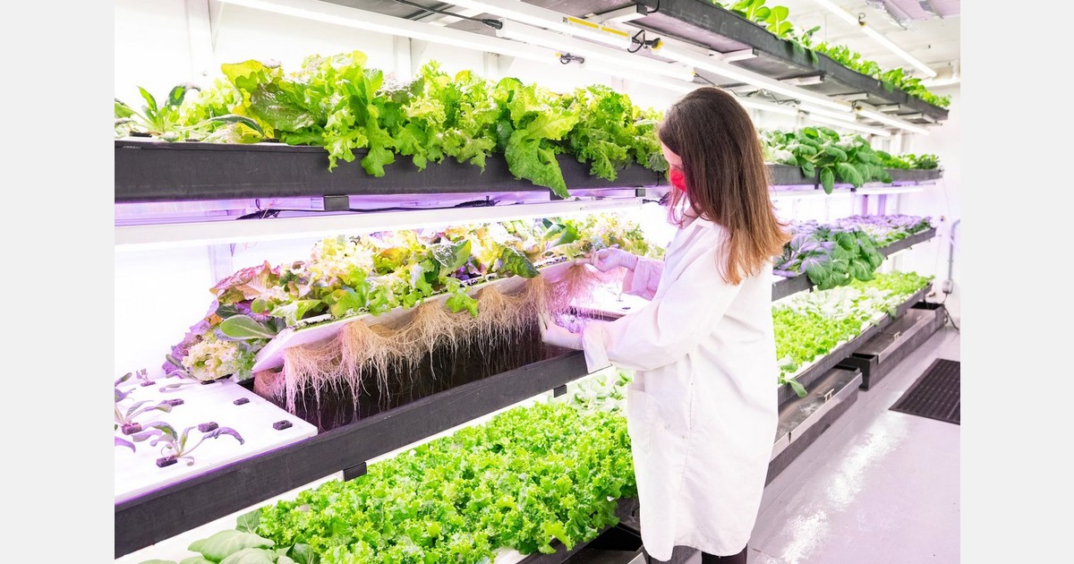 What to grow in a vertical farm