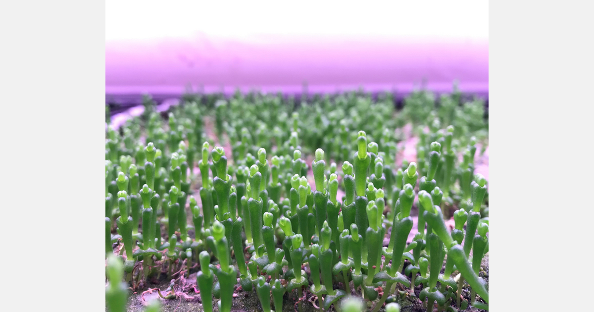 'Collaboration succeeds in growing saline plants using saltwater sources'