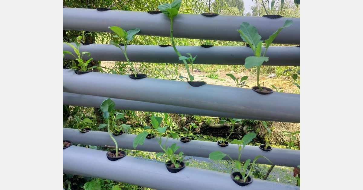India: Growing vegetables in plastic pipes