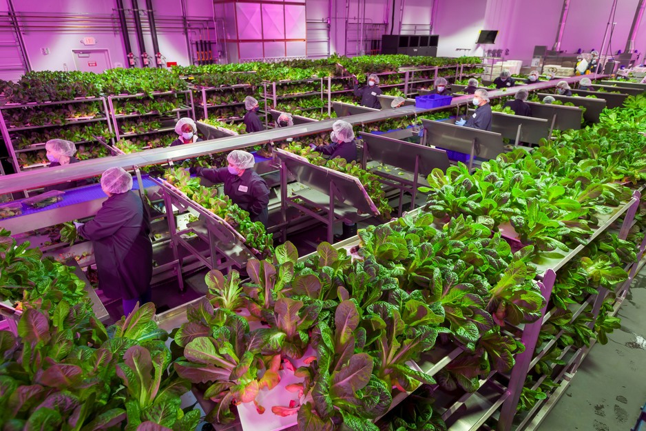 Sandton Capital Partners acquires Kalera Assets through Lactuca Holdings