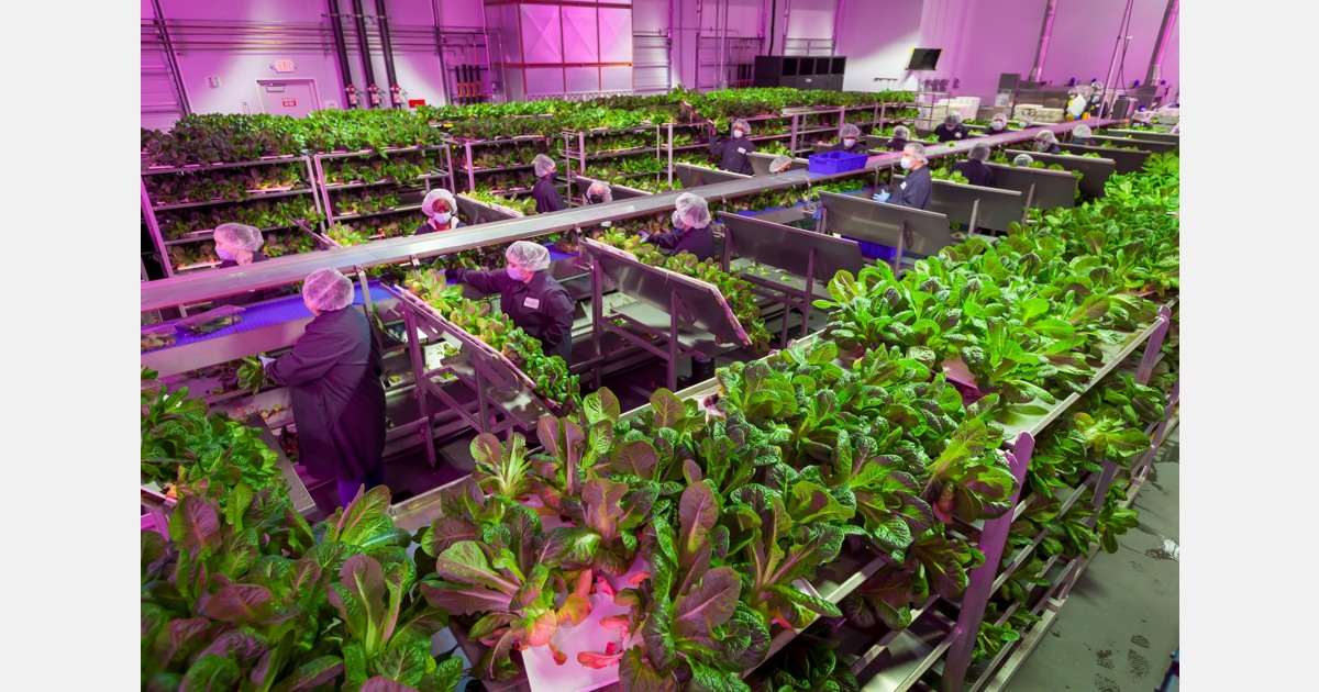 Sandton Capital Partners acquires Kalera Assets through Lactuca Holdings