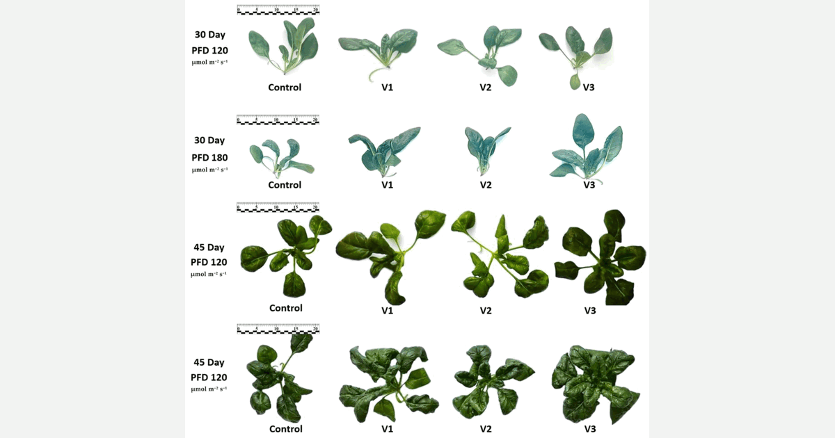 Higher PFD results in more fresh weight in spinach trial