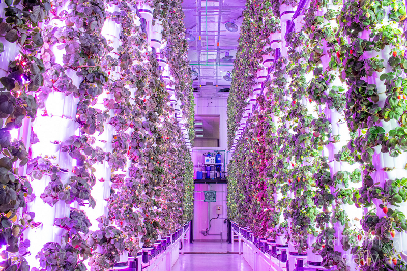 UAE: Hybrid farm harvests 500kg of strawberries daily, aims to triple ...