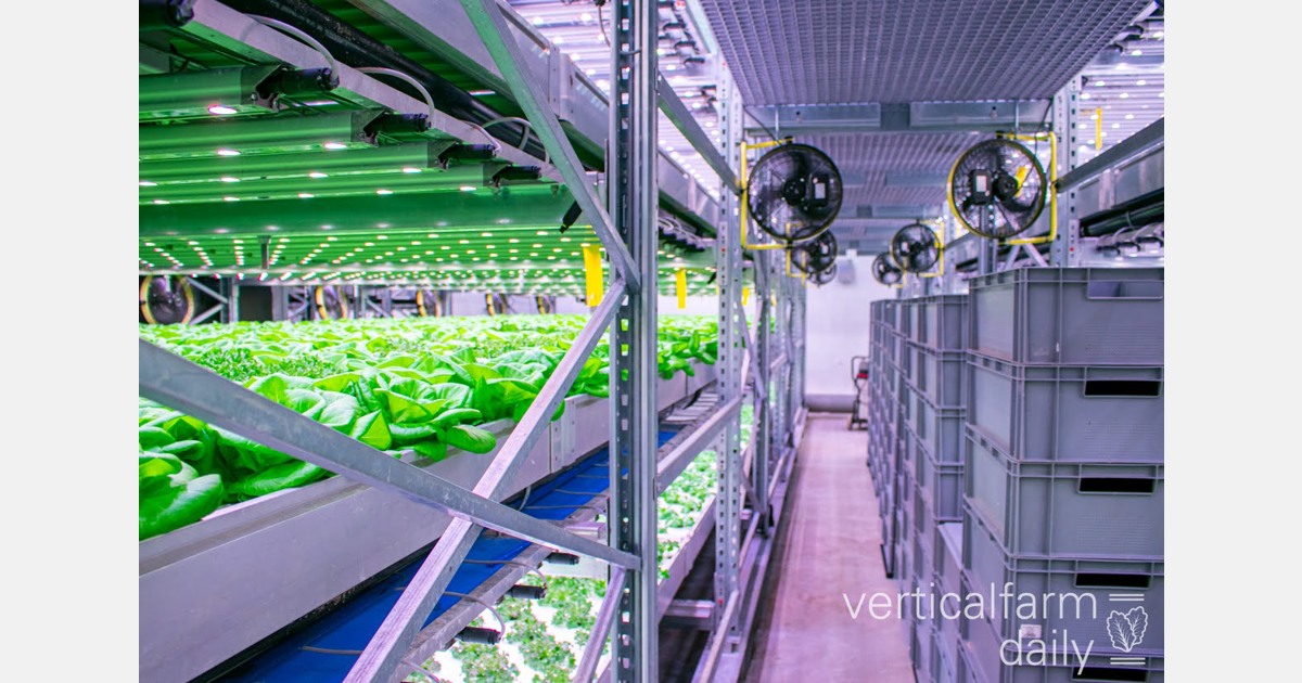 Can electric light agriculture be profitable and sustainable?