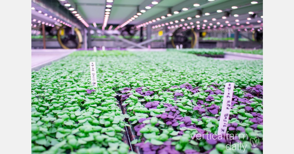 Using trends to maximize microgreen sales
