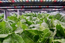 US (GA): Home farmer shines light on mushroom