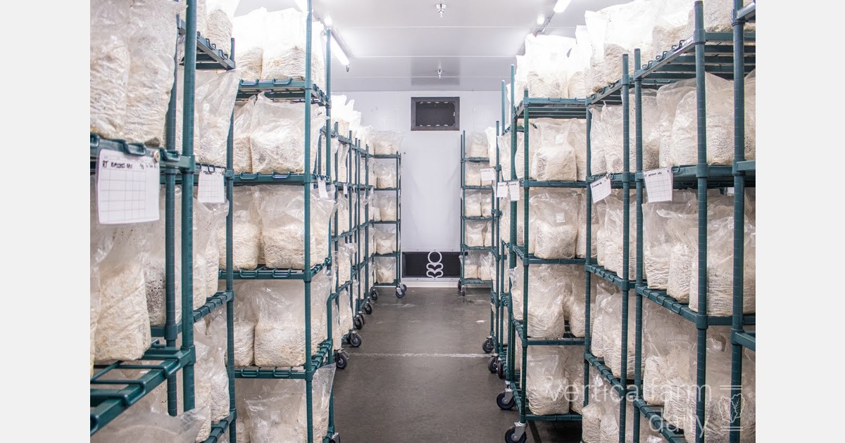 India: Entrepreneur creates biodegradable thermocol from mushrooms