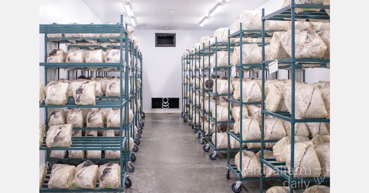 India: Jithu Thomas started growing mushrooms as a hobby