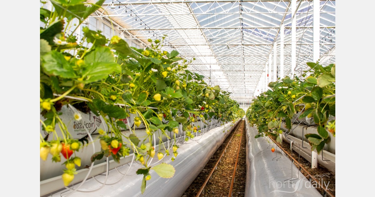 Regeneration of strawberries from gene-edited single cells successfully ...