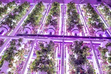 US: How one vertical farming venture is opening eyes in Indiana