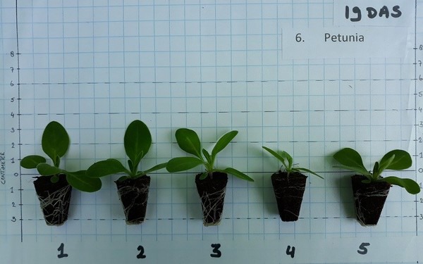 Combining floriculture with vertical farming