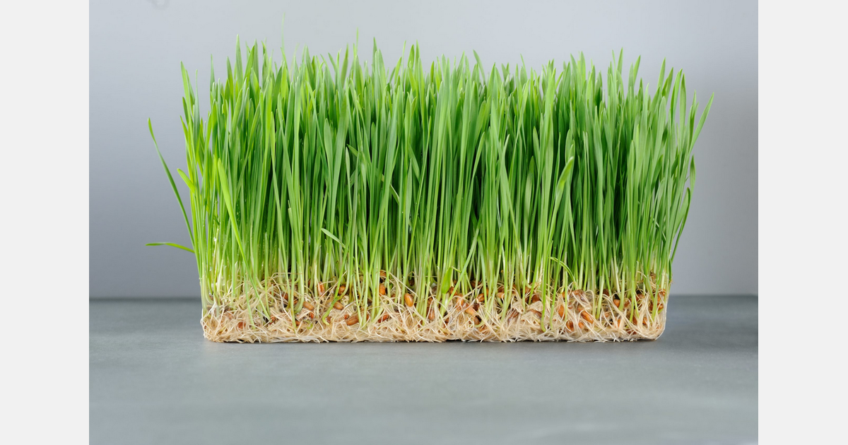 US (CA): Fresno Ranch to build indoor feed facility to nourish its cattle