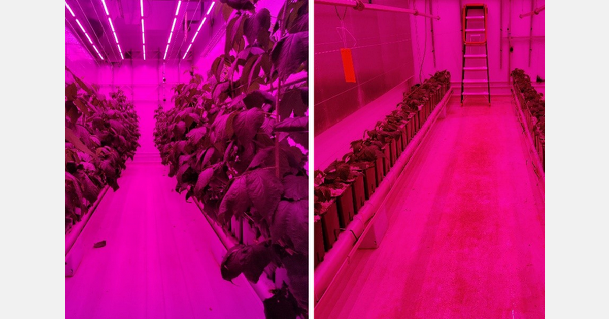 Exploring the potential of indoor raspberry cultivation