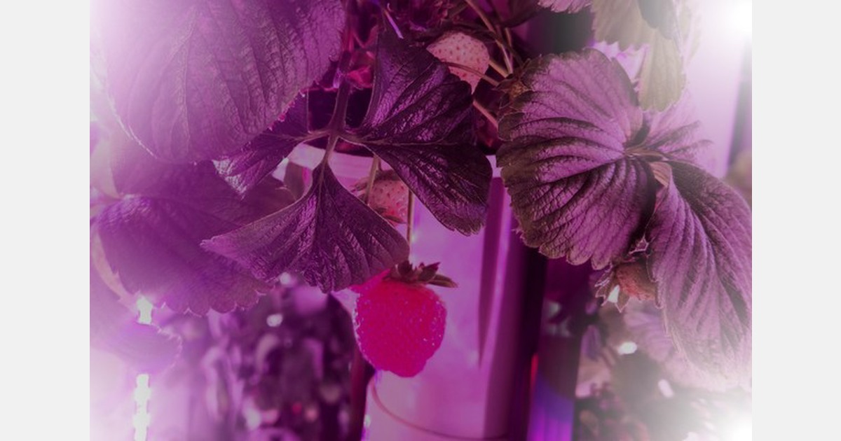 Canobi partners with HarvestAi to grow indoor strawberries