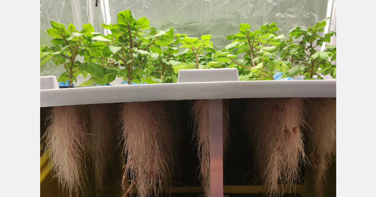 Potato aeroponics