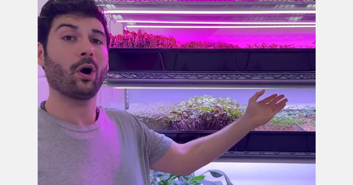The difference between white and purple LED for microgreens