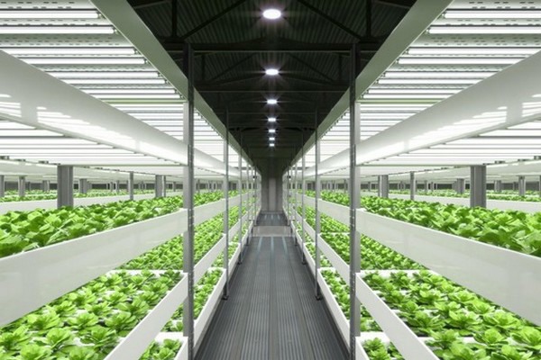 Vertical farms uses Canobi to grow leafy greens with aeroponics