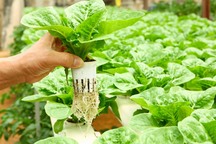 Combining hydroponic and aeroponic in vertical farming