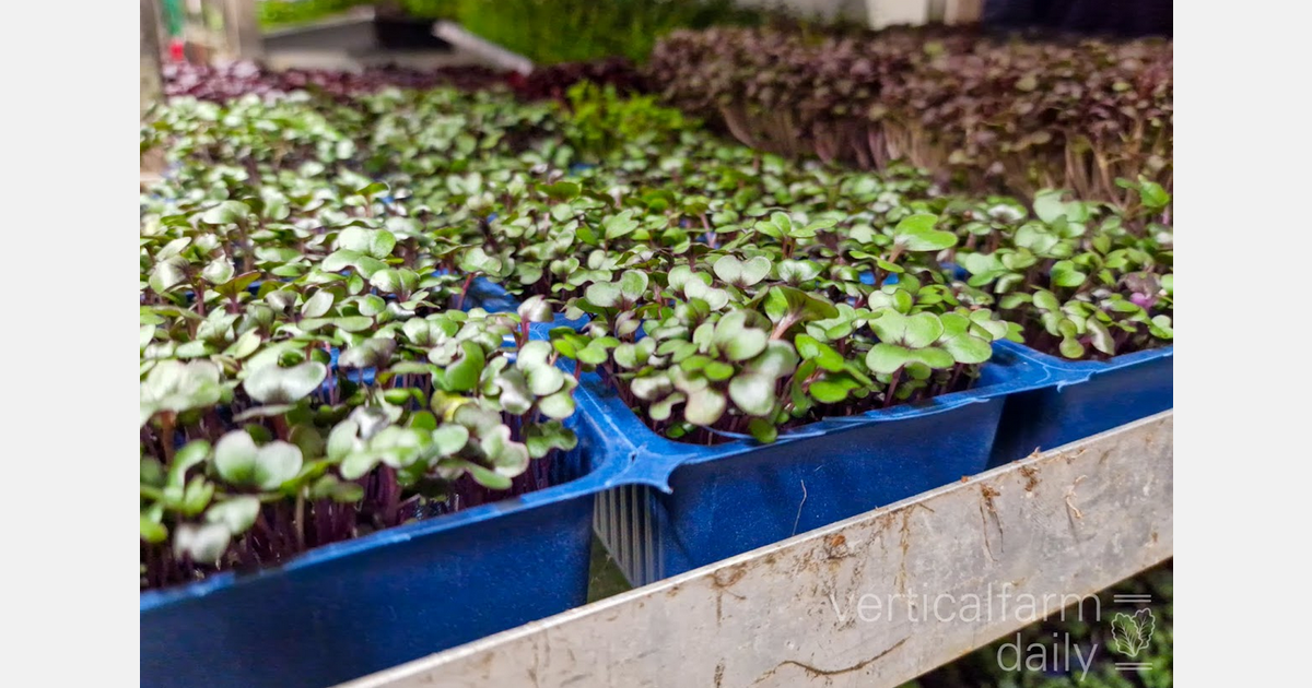 Do microgreens respond to fertilizer concentration and substrate depth?
