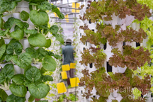 US: How one vertical farming venture is opening eyes in Indiana
