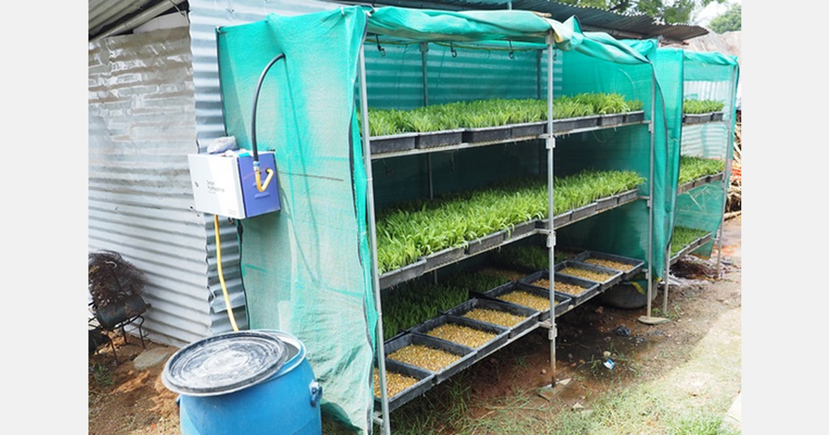 Growing fodder in hydroponics amidst fodder shortage