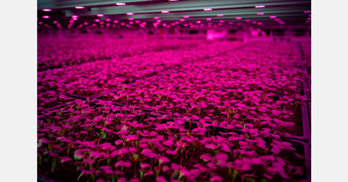 GoodLeaf Farms' microgreens and baby greens now available in Quebec