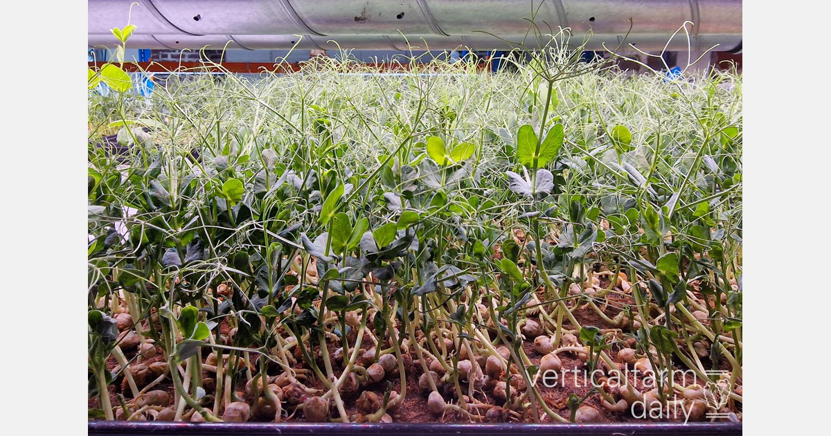 Optimize vertical farming with pH testing and fluoride ion management ...