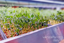 US: How one vertical farming venture is opening eyes in Indiana