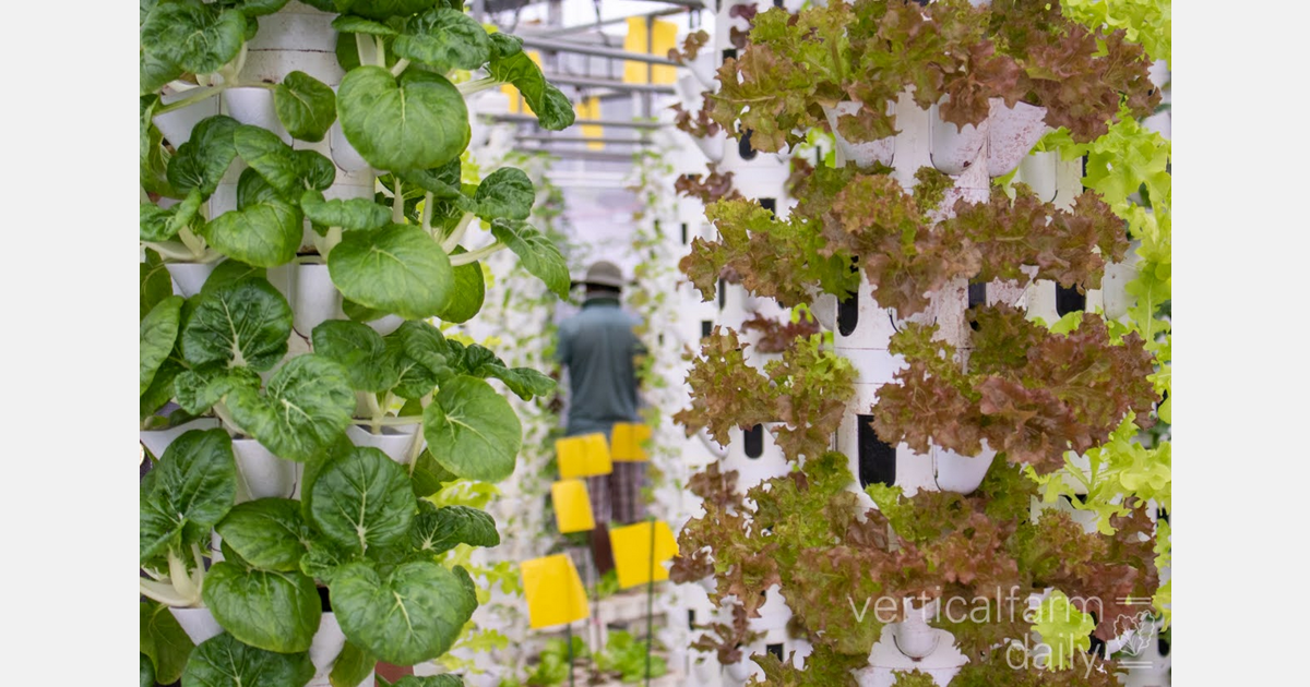 What's going 'down' in the Singapore vertical farming scene?
