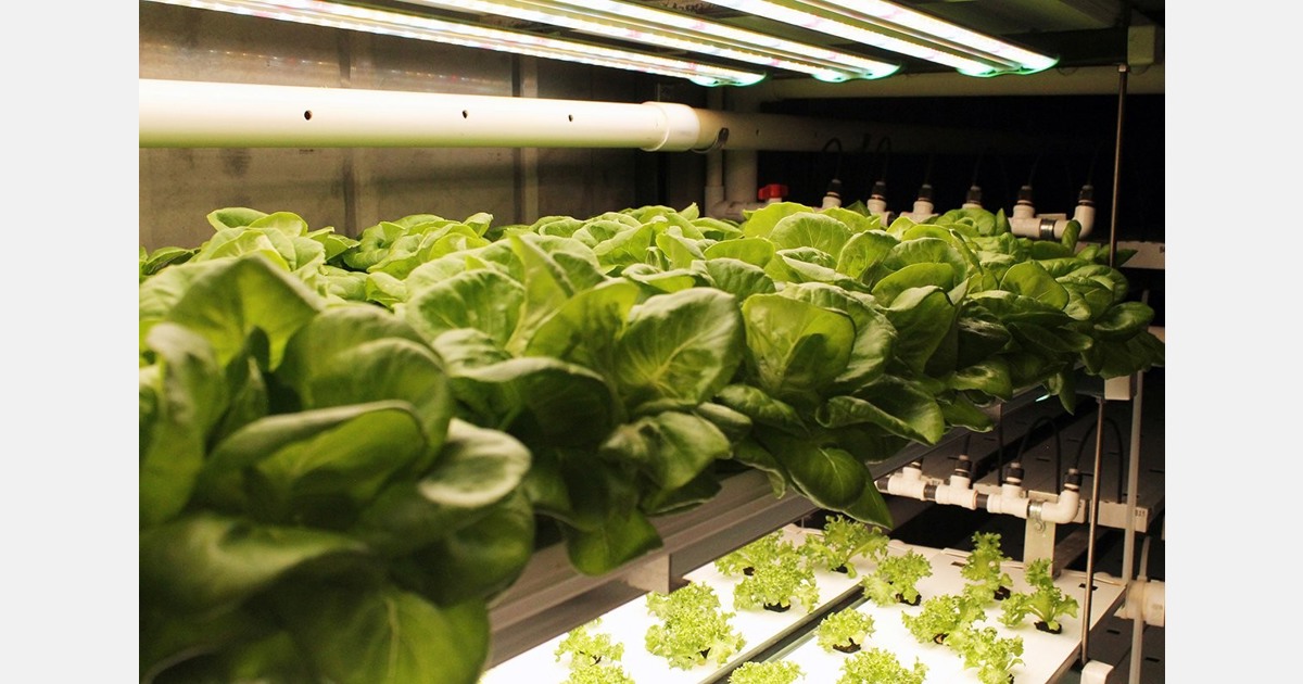The advantages and challenges of vertical farming