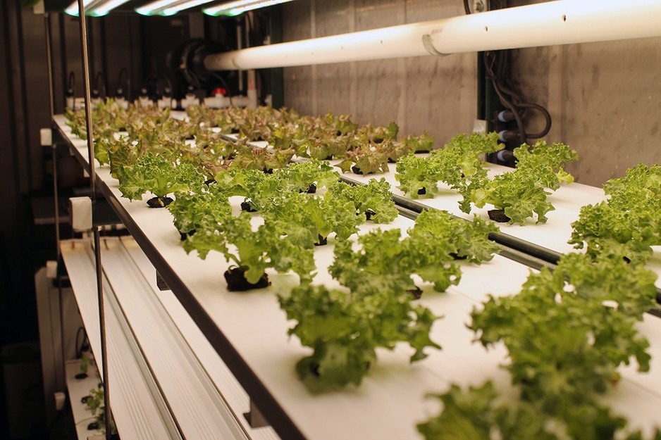 The advantages and challenges of vertical farming