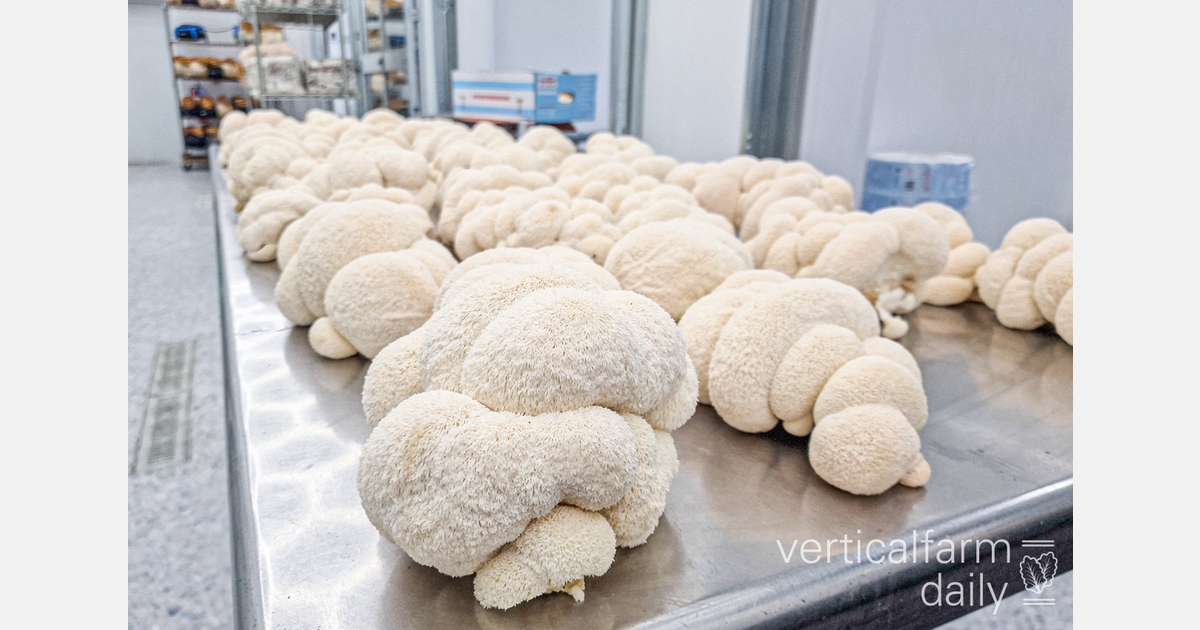 US (FL): Brothers bring Lions Mane mushrooms to Naples in pursuit of health