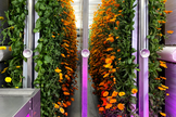 US: How one vertical farming venture is opening eyes in Indiana