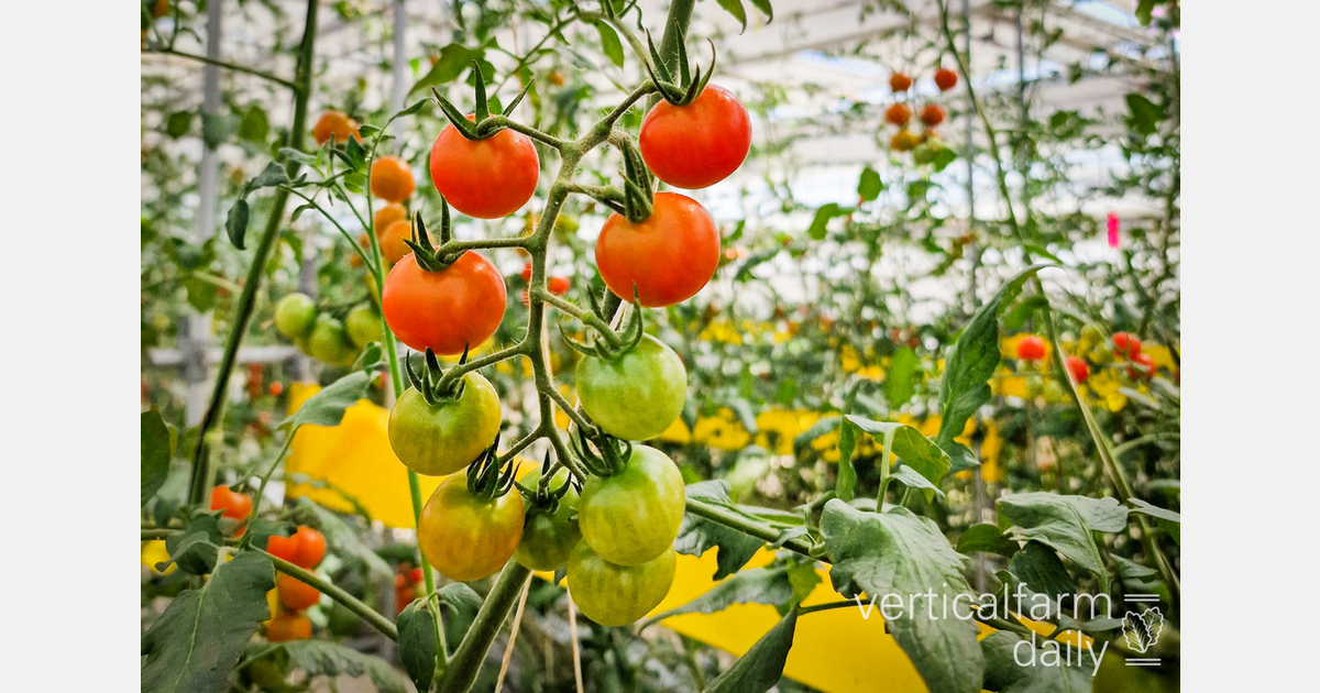 Pakistan: Punjab to promote hydroponics farming for year-round tomatoes