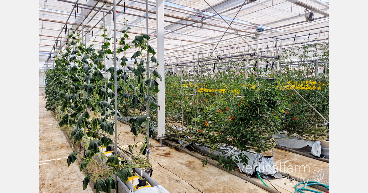 WUR research aims to develop AI solution for greenhouse climate control