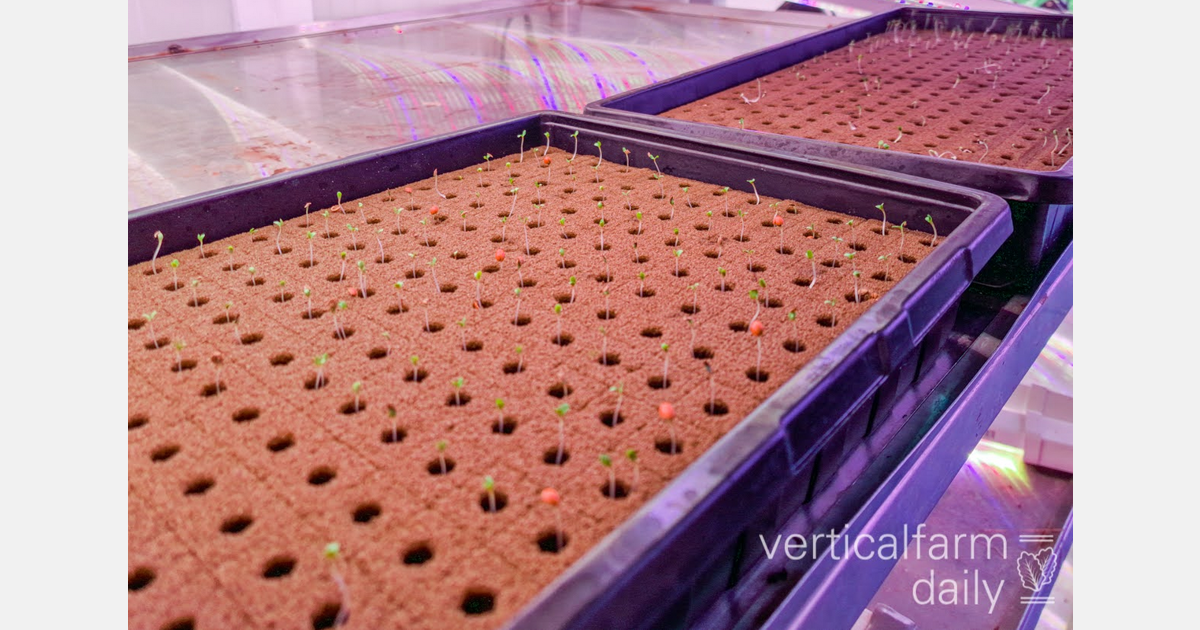 Seed-soaking and successful germination in hydroponics
