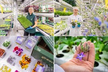 US: How one vertical farming venture is opening eyes in Indiana