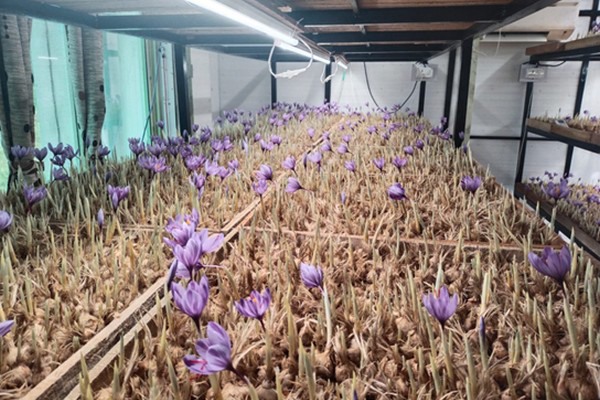 India: "Discrepancy between saffron supply and demand is a huge ...