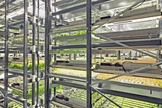 US: How one vertical farming venture is opening eyes in Indiana