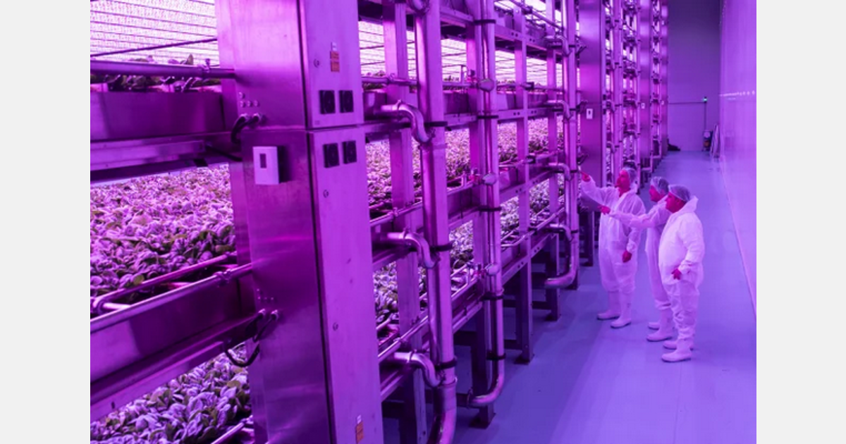 Australia: Stacked Farms gets new $150M automated vegetable patch