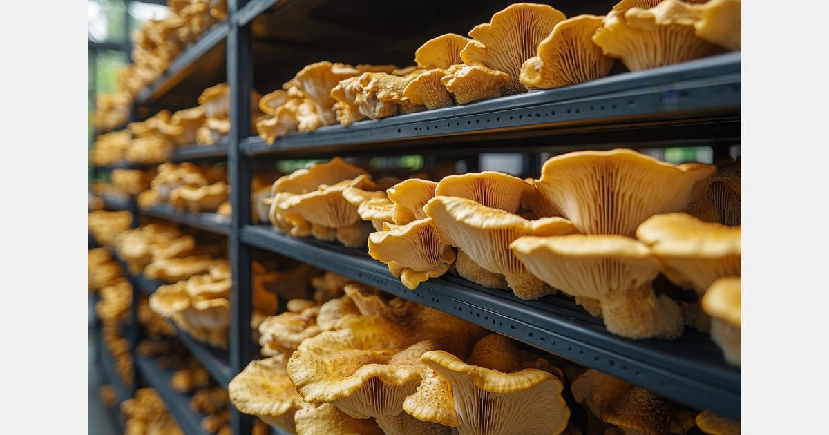 India: Finding a way to move forward with mushroom cultivation