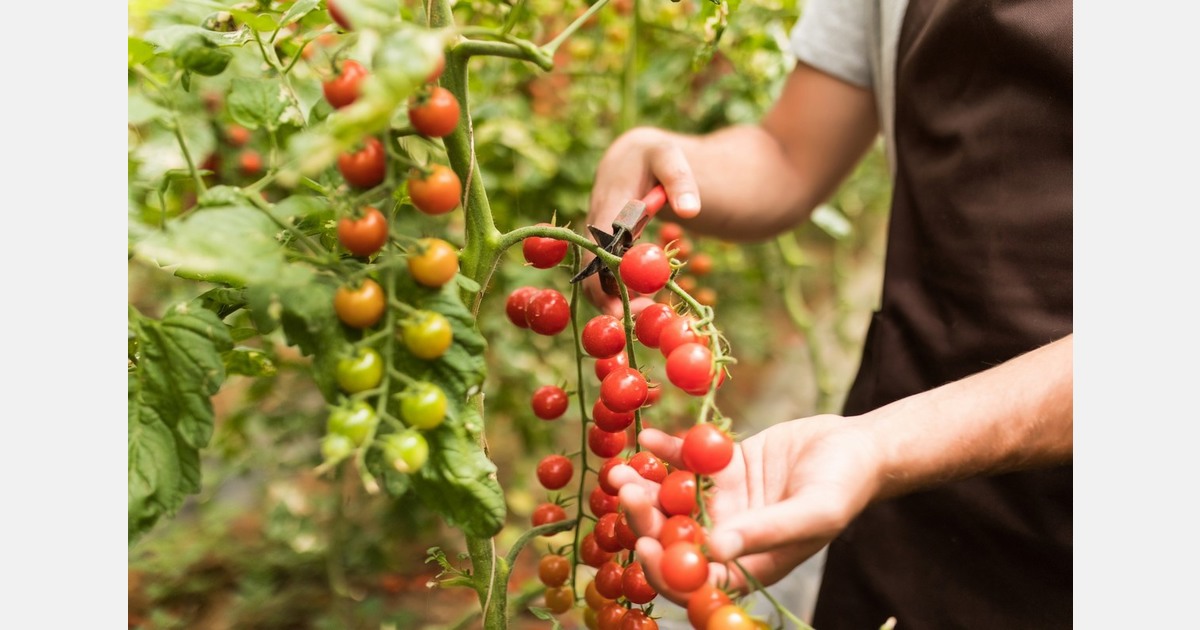 Belarus: Tomato seeds sent into orbit on bio-satellite for space study