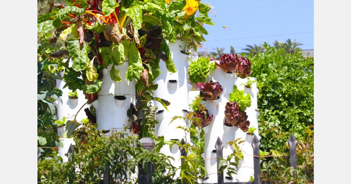 UAE: Growing over 100,000 kilograms of produce on just 50 square meters ...