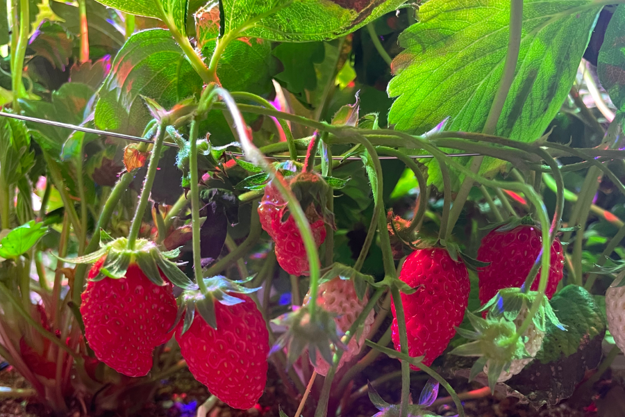 "We successfully achieved a 22% energy efficiency gain using our light ...