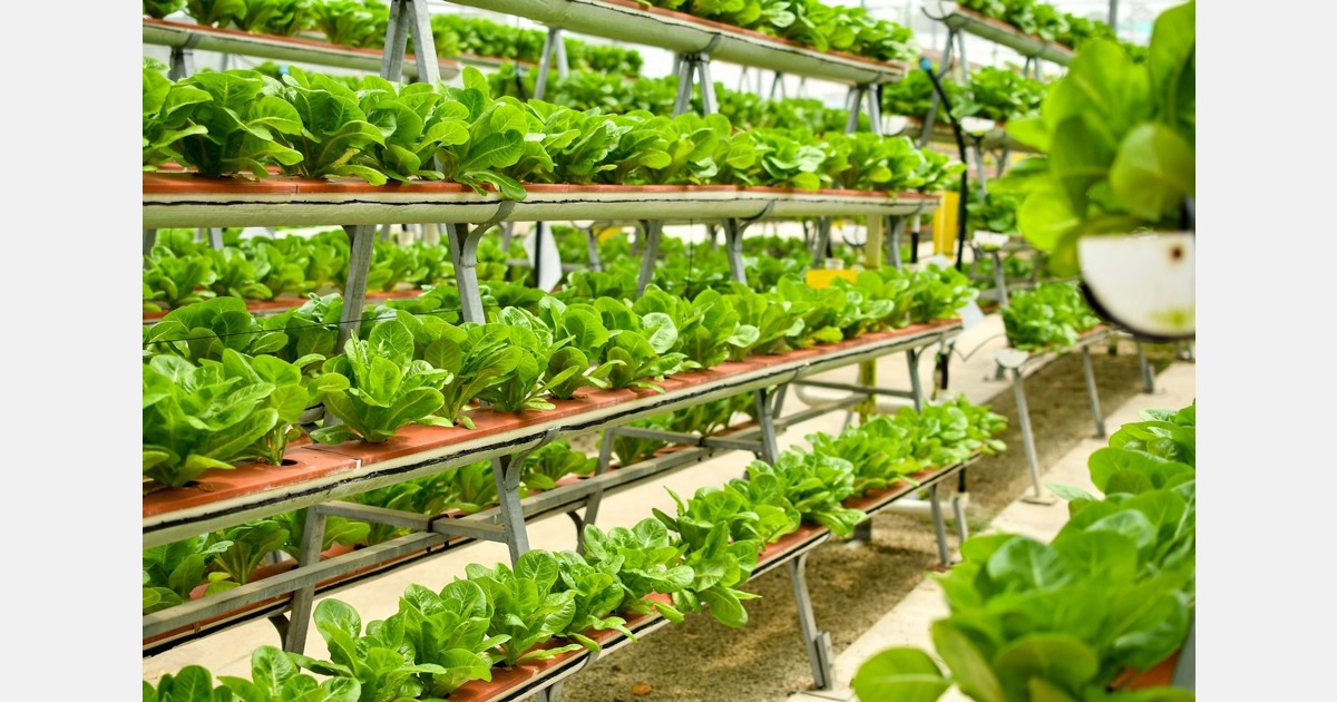 US (FL): Jacksonville students grow food and community through ...