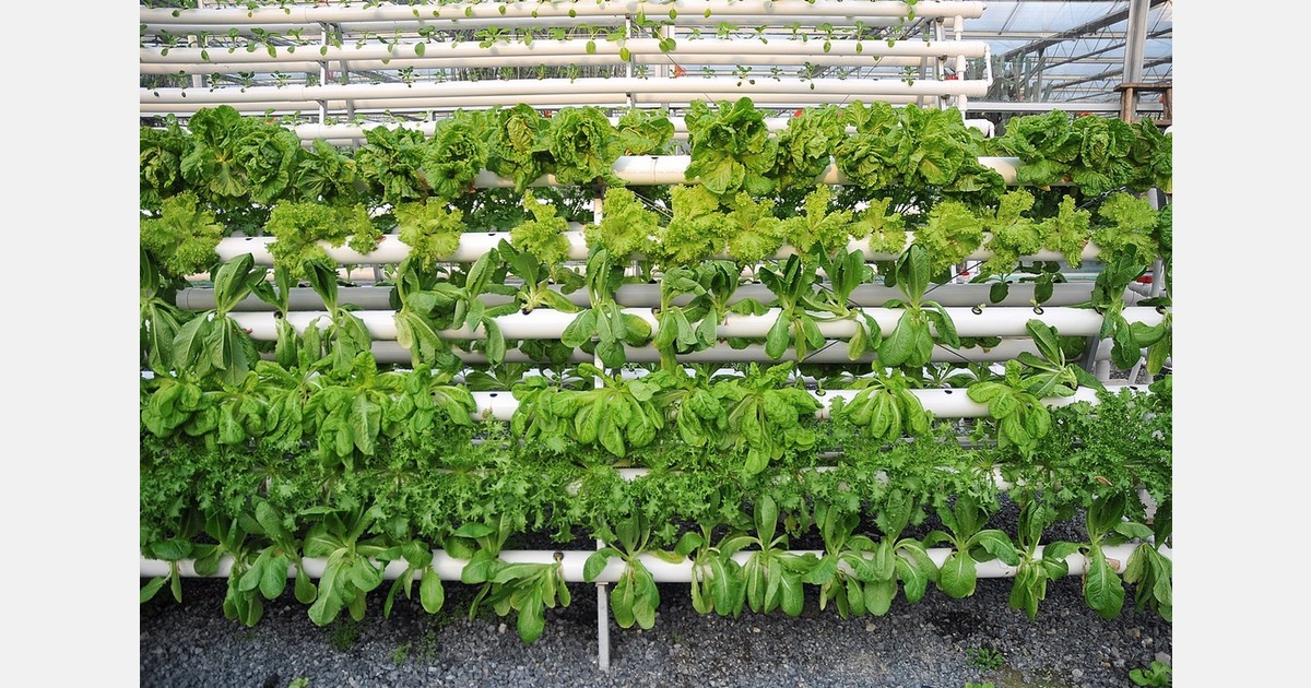 Bermuda: Cultivating community with aeroponics