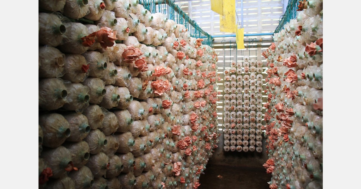 Indian university develops new mushroom to aid growers income