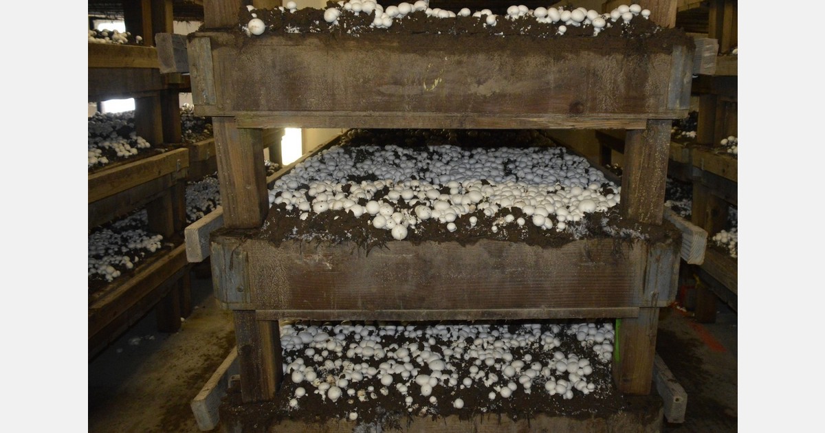 US: Mushroom farm workers take fight to Washington Supreme Court