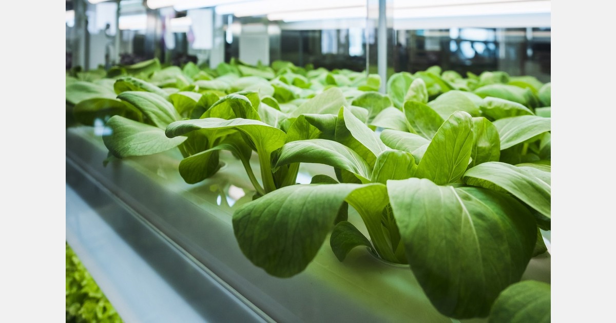Singapore: Chasing a brighter future through vertical farming