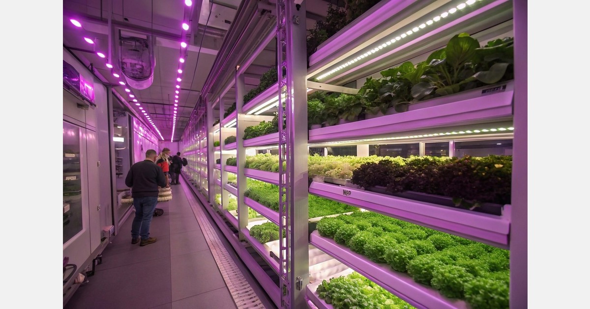 TikTok & Indonesia's 2024 Election: Visual Politics Explained - News ...